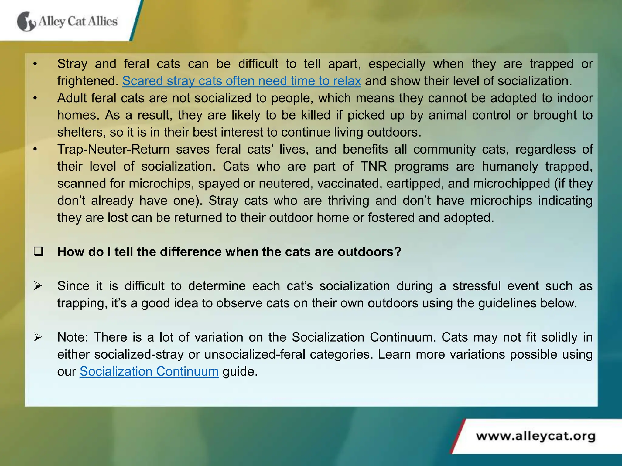 Feral and stray cats: an important difference | PPTX
