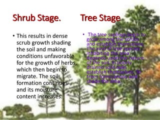 Ferdos Mureed .37.pptx