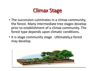 Ferdos Mureed .37.pptx