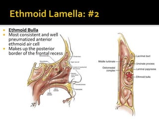 Ethmoid Bulla