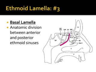 Sinus Anatomy Lectures: Western Residents Advanced Endsocopic Sinus ...