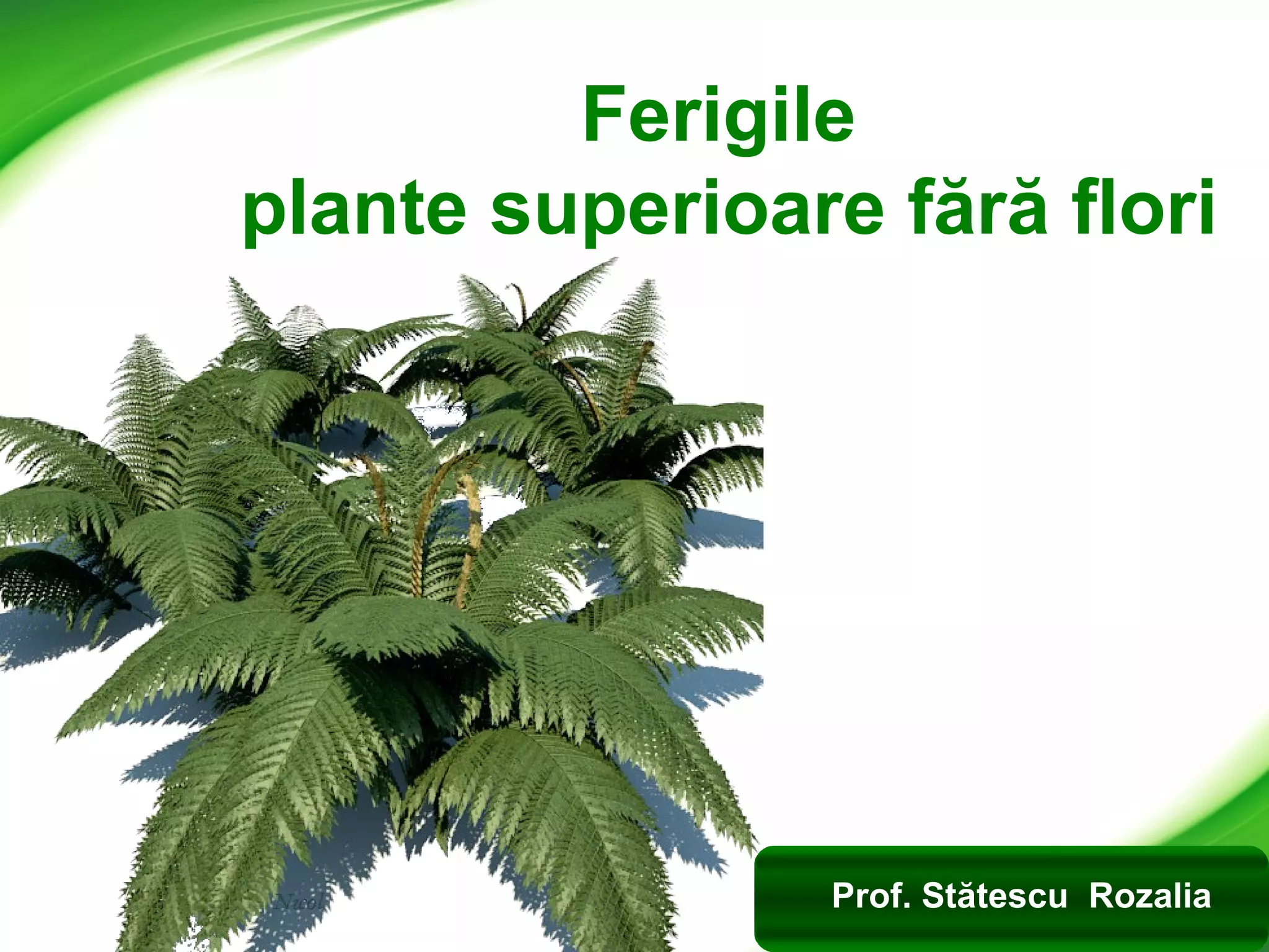 Ferigi | PPT
