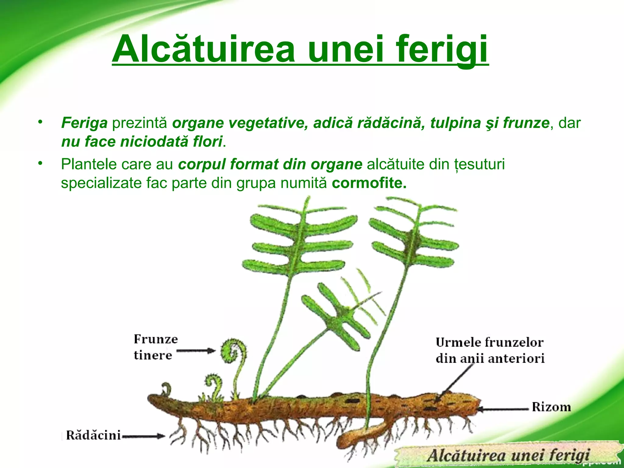 Ferigi | PPT