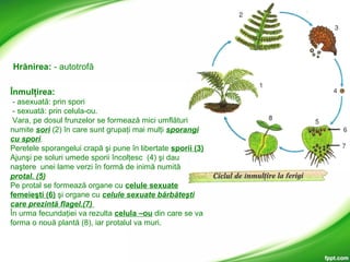 Ferigi | PPT