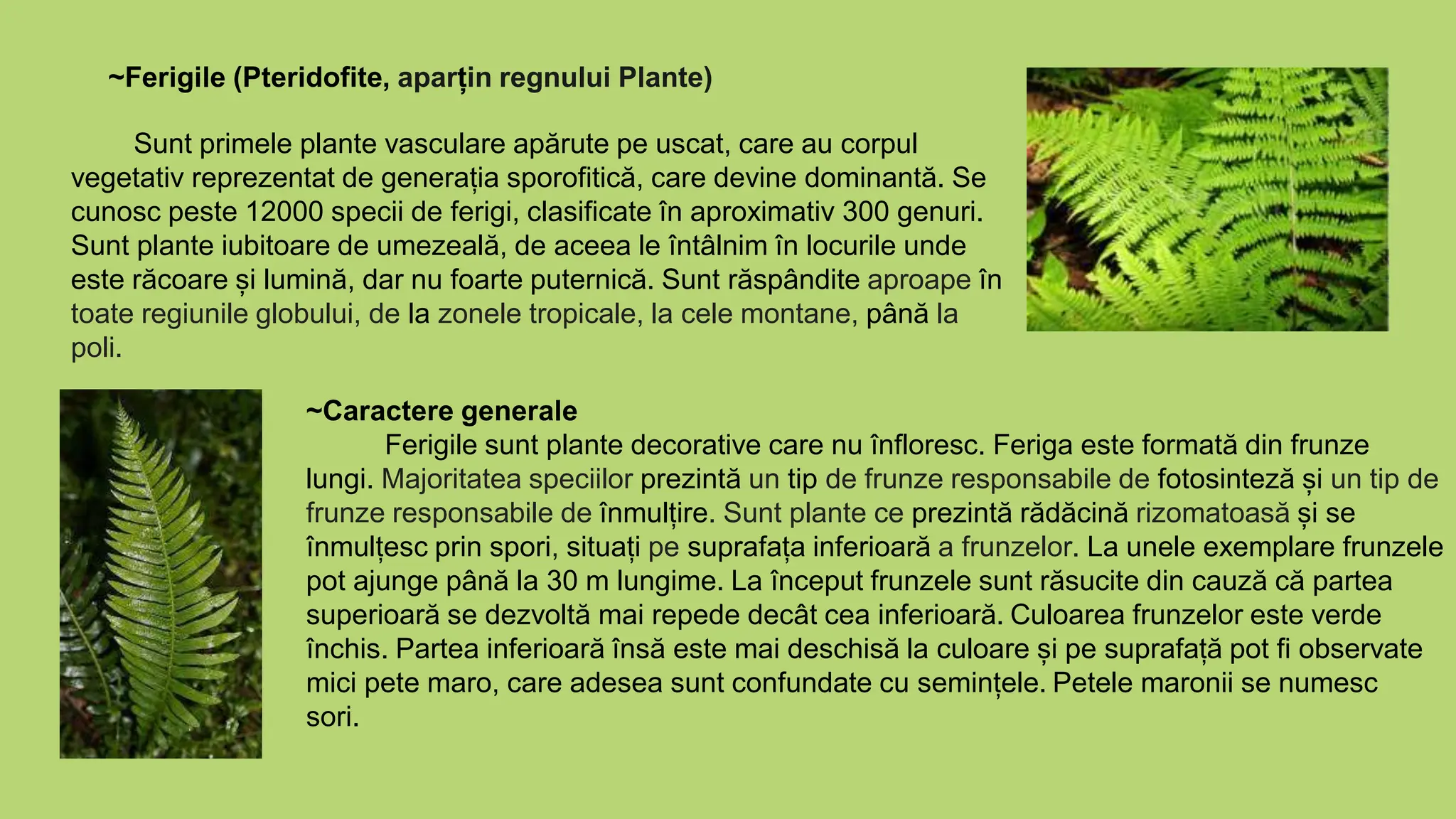 Ferigile powerpoint frumos la biologie (l am fact in clasa a 9 a | PPTX