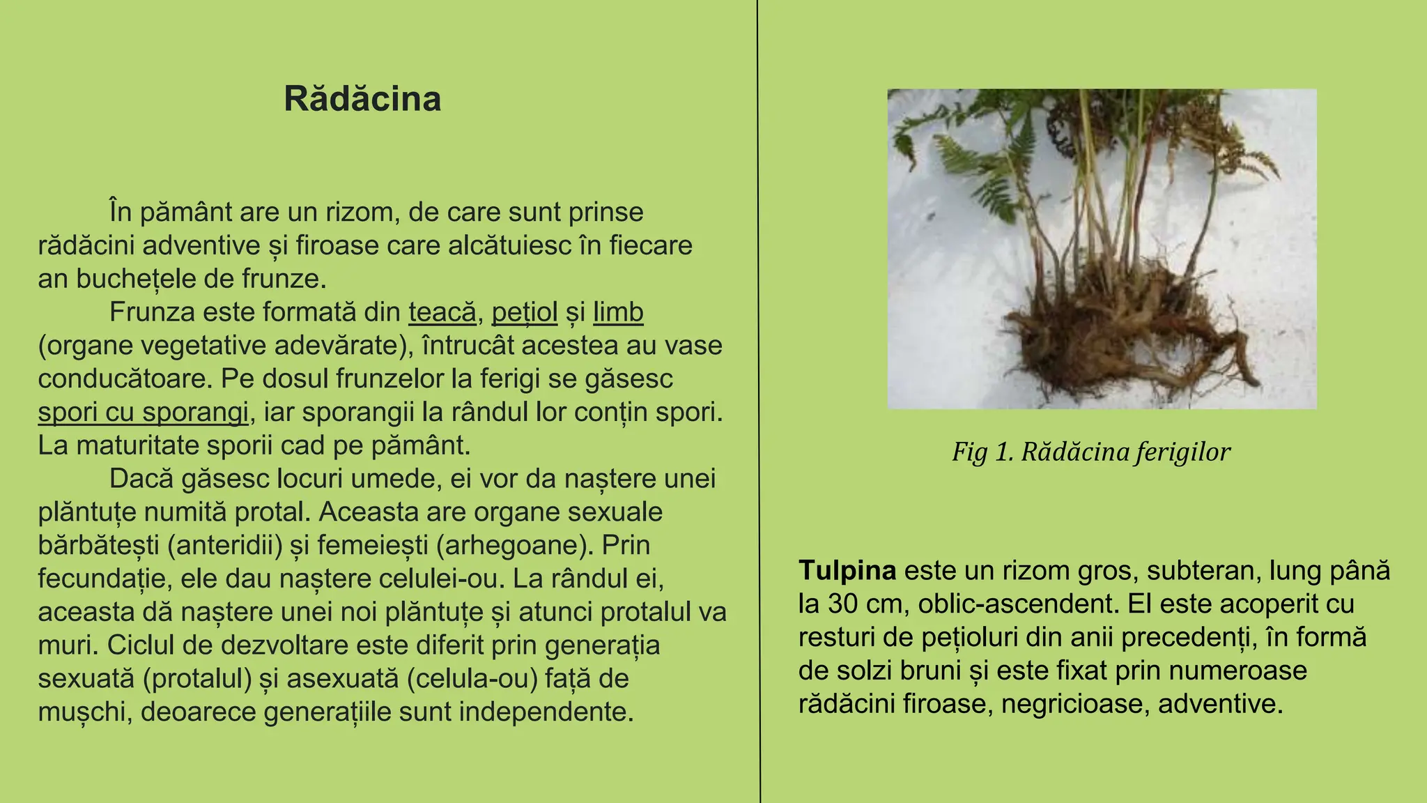 Ferigile powerpoint frumos la biologie (l am fact in clasa a 9 a | PPTX