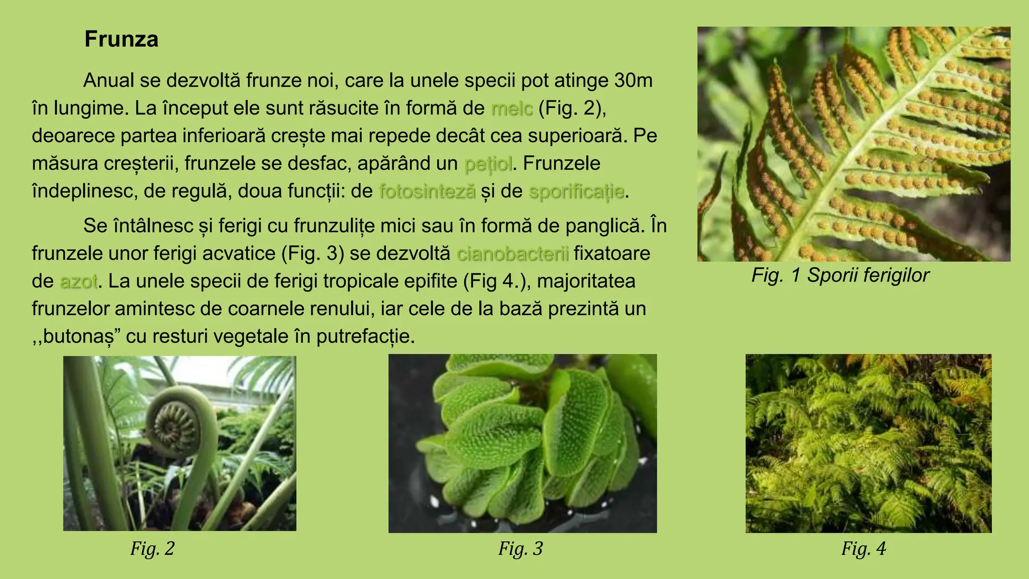 Ferigile powerpoint frumos la biologie (l am fact in clasa a 9 a | PPTX