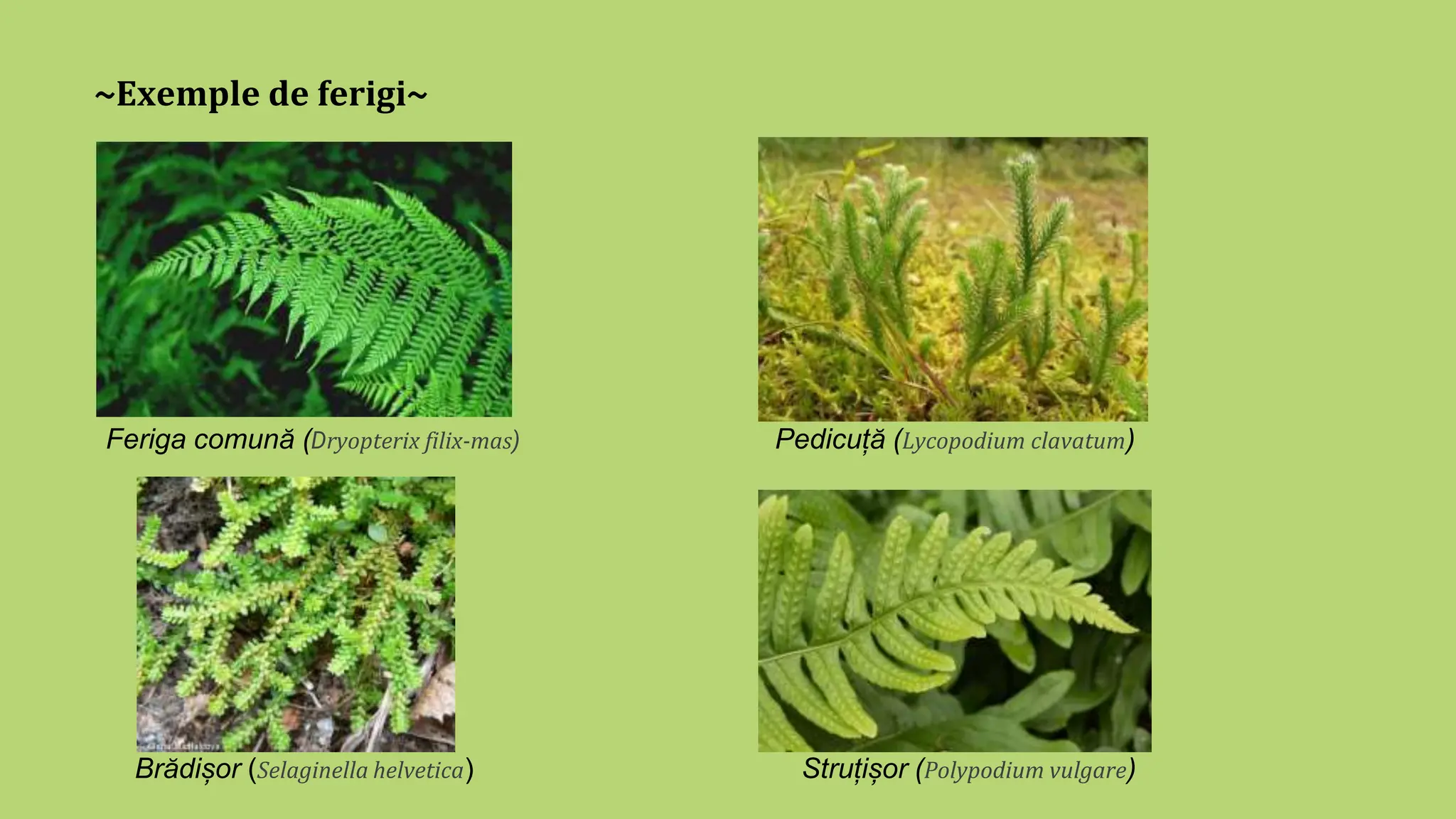 Ferigile powerpoint frumos la biologie (l am fact in clasa a 9 a | PPTX