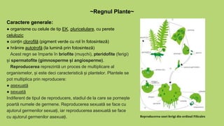 Ferigile powerpoint frumos la biologie (l am fact in clasa a 9 a | PPTX