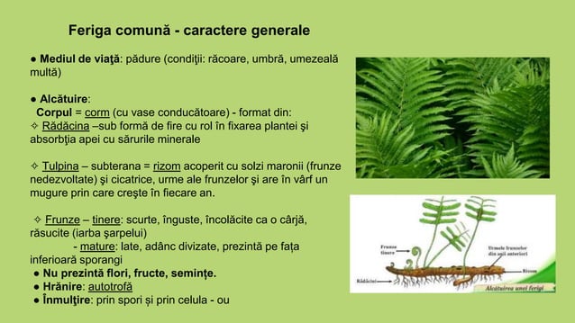Ferigile powerpoint frumos la biologie (l am fact in clasa a 9 a | PPTX