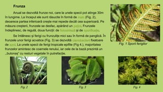 Ferigile powerpoint frumos la biologie (l am fact in clasa a 9 a | PPTX