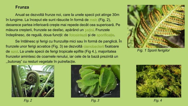 Ferigile powerpoint frumos la biologie (l am fact in clasa a 9 a | PPTX