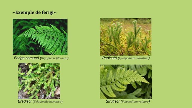 Ferigile powerpoint frumos la biologie (l am fact in clasa a 9 a | PPTX