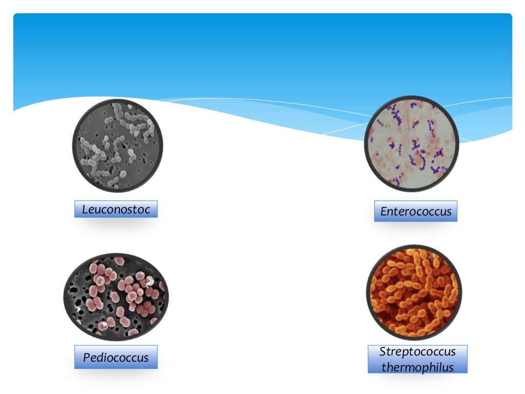 Fermentacion lactica