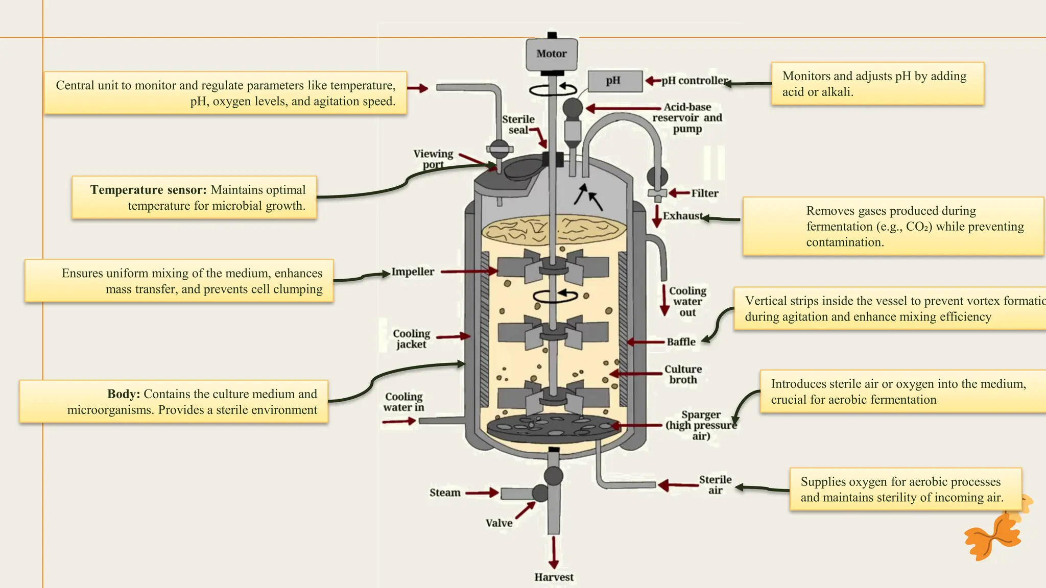 Fermentation Process – Types, Microorganisms, and Applications | PDF