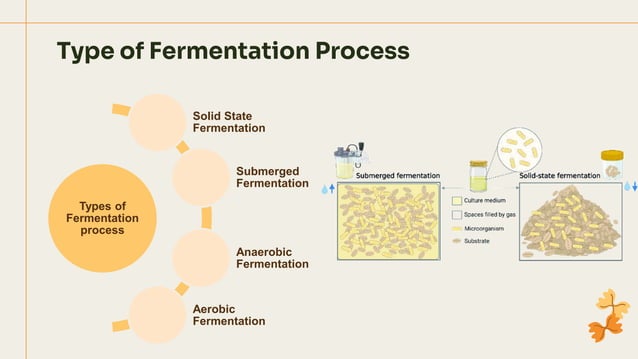 Fermentation Process – Types, Microorganisms, and Applications | PDF