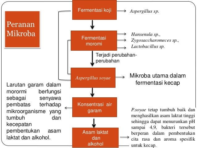 Teknologi Fermentasi Pada Kecap