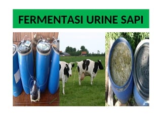 FERMENTASI URINE SAPI ATAU disebut juga FERINSA.ppt