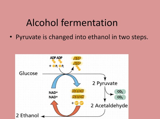 Fermentation | PPT