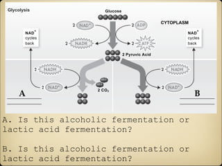 Fermentation | KEY