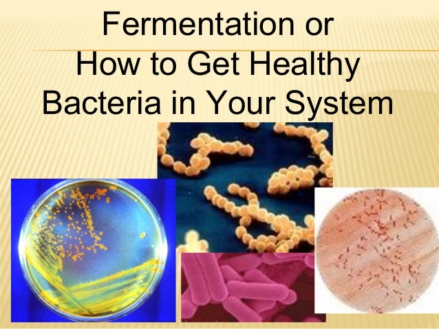 Fermentation