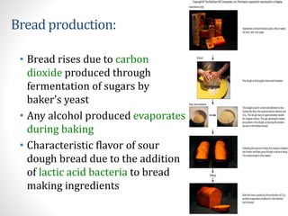 FERMENTATION: TECHNIQUE USED FOR THE PRODUCTION OF FOOD BY MICROBES | PPTX