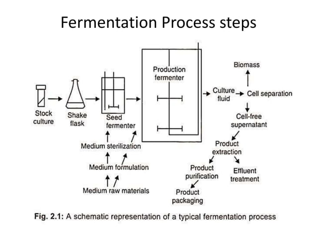 Fermentation | PPTX