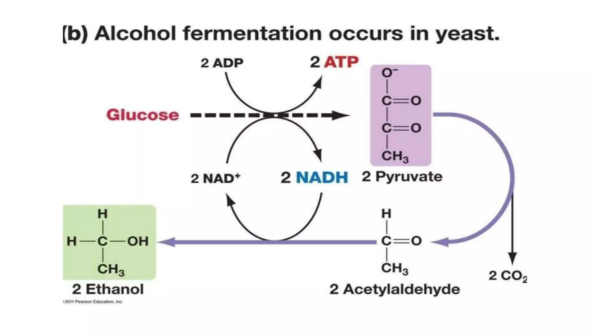 Fermentation | PPTX