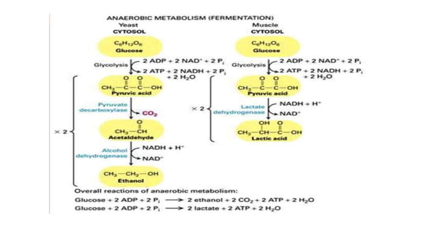 Fermentation | PPTX | Chemistry | Science