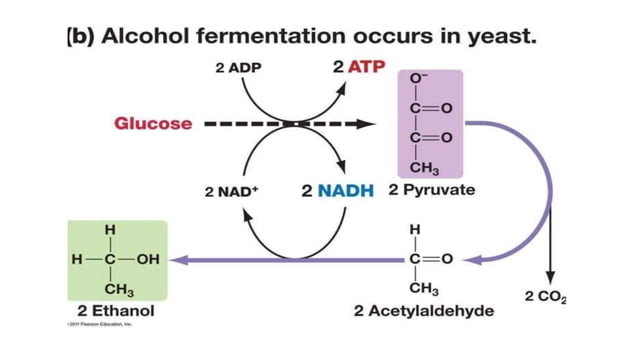 Fermentation | PPTX | Chemistry | Science
