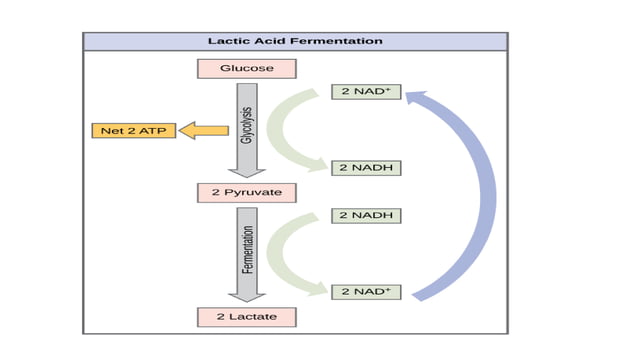 Fermentation | PPTX | Chemistry | Science