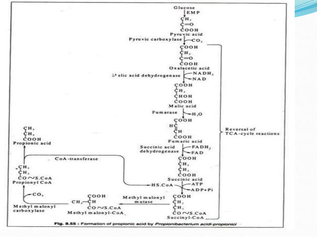 fermentation.pdf | Chemistry | Science