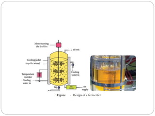 Fermentation.ppt