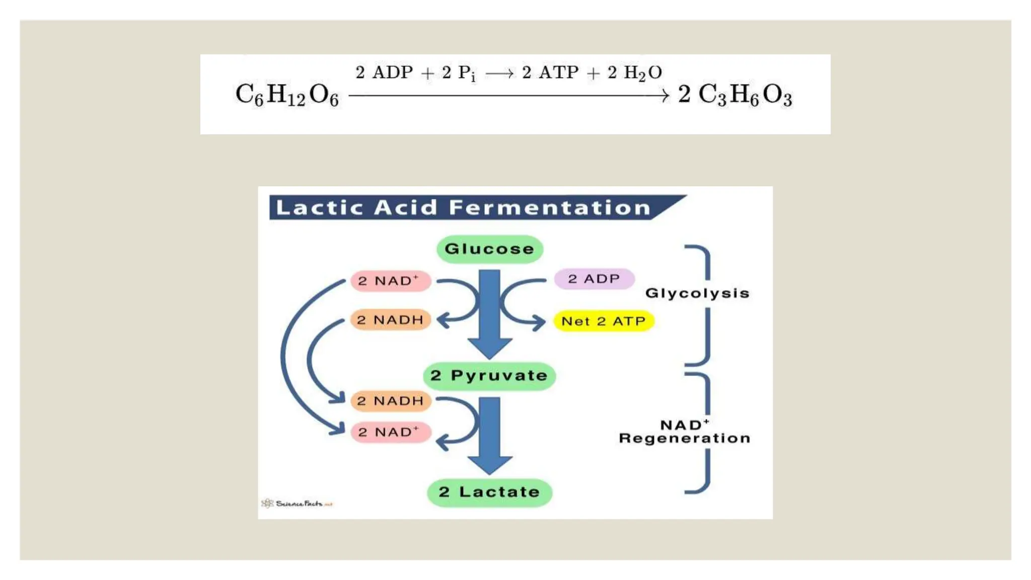 fermentation -types of fermentation, pathways, process, applicationpptx ...