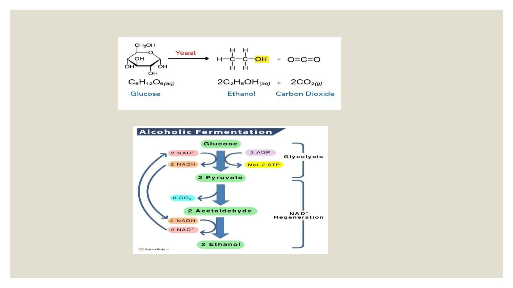 fermentation -types of fermentation, pathways, process, applicationpptx ...