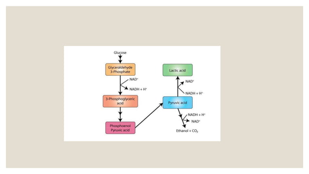 fermentation -types of fermentation, pathways, process, applicationpptx ...