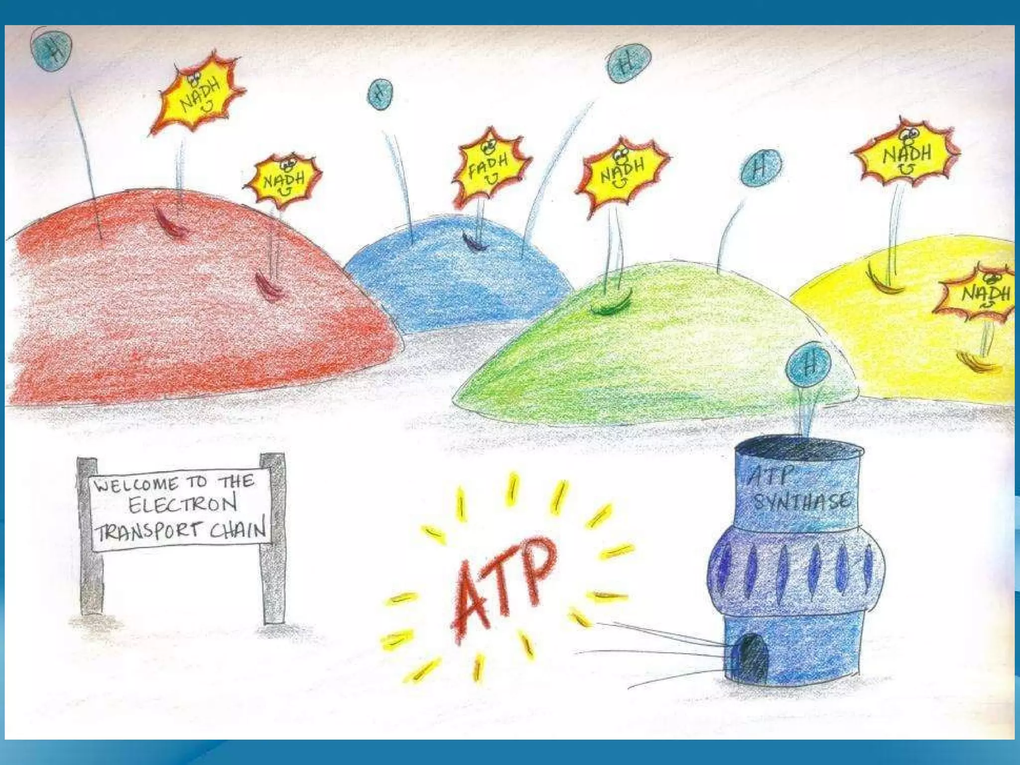 Fermentation and cellular respiration | PPT