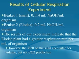 Fermentation and cellular respiration | PPT