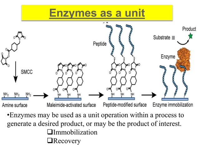 Fermentation and enzyme technology | PPTX