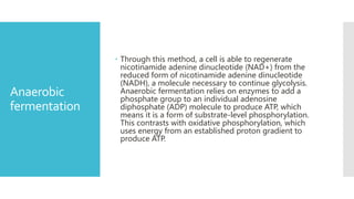 Fermentation and Microorganisms lesson 1.pptx