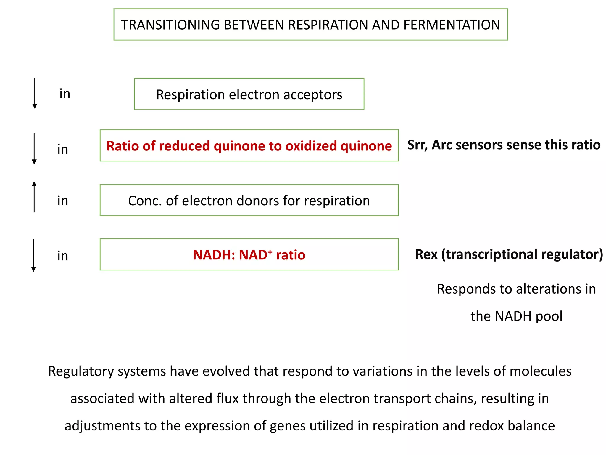 fermentation and respiration.pptx