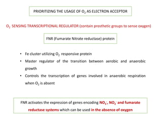 fermentation and respiration.pptx