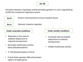 fermentation and respiration.pptx