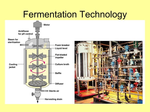 Fermentation biotechnology | PPT