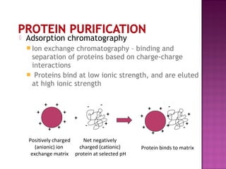 Fermentation ii | PPT