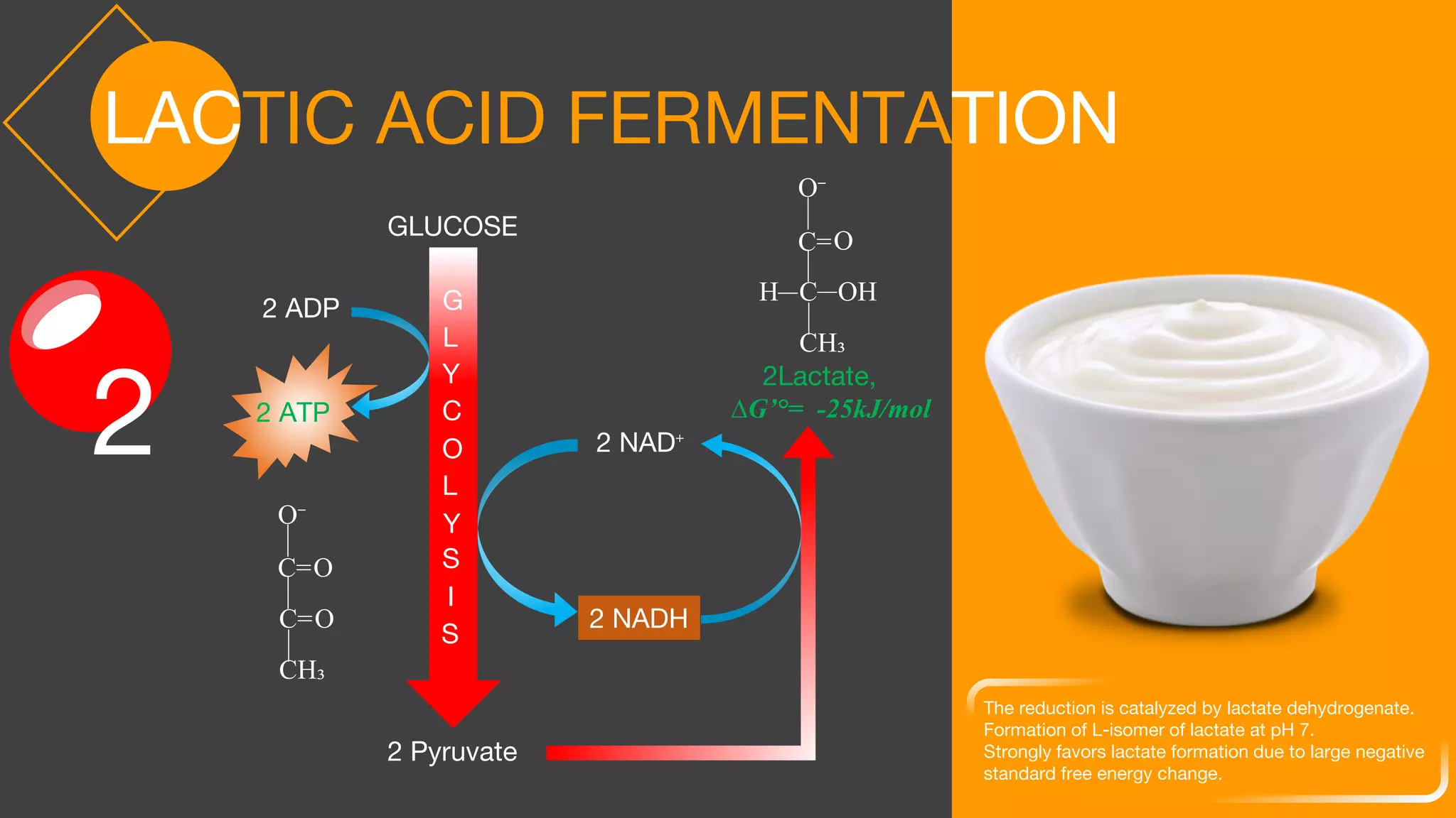 Fermentation in microorganism | PDF