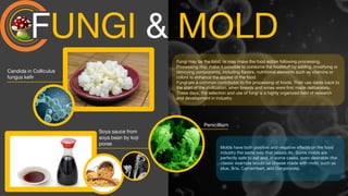 Fermentation in microorganism | PDF