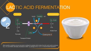 Fermentation in microorganism | PDF