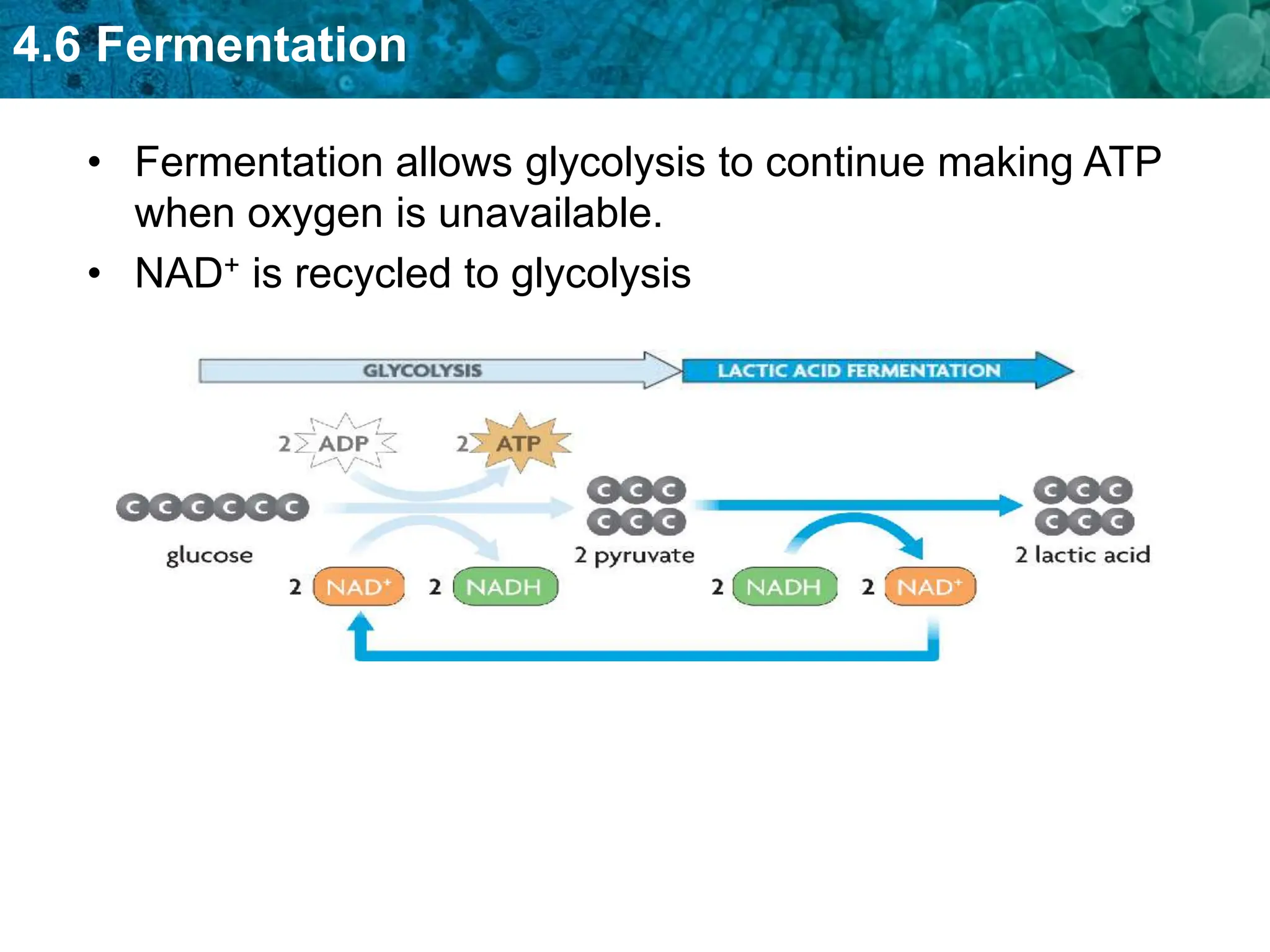 Fermentation and its types and impact on body | PPT | Free Download