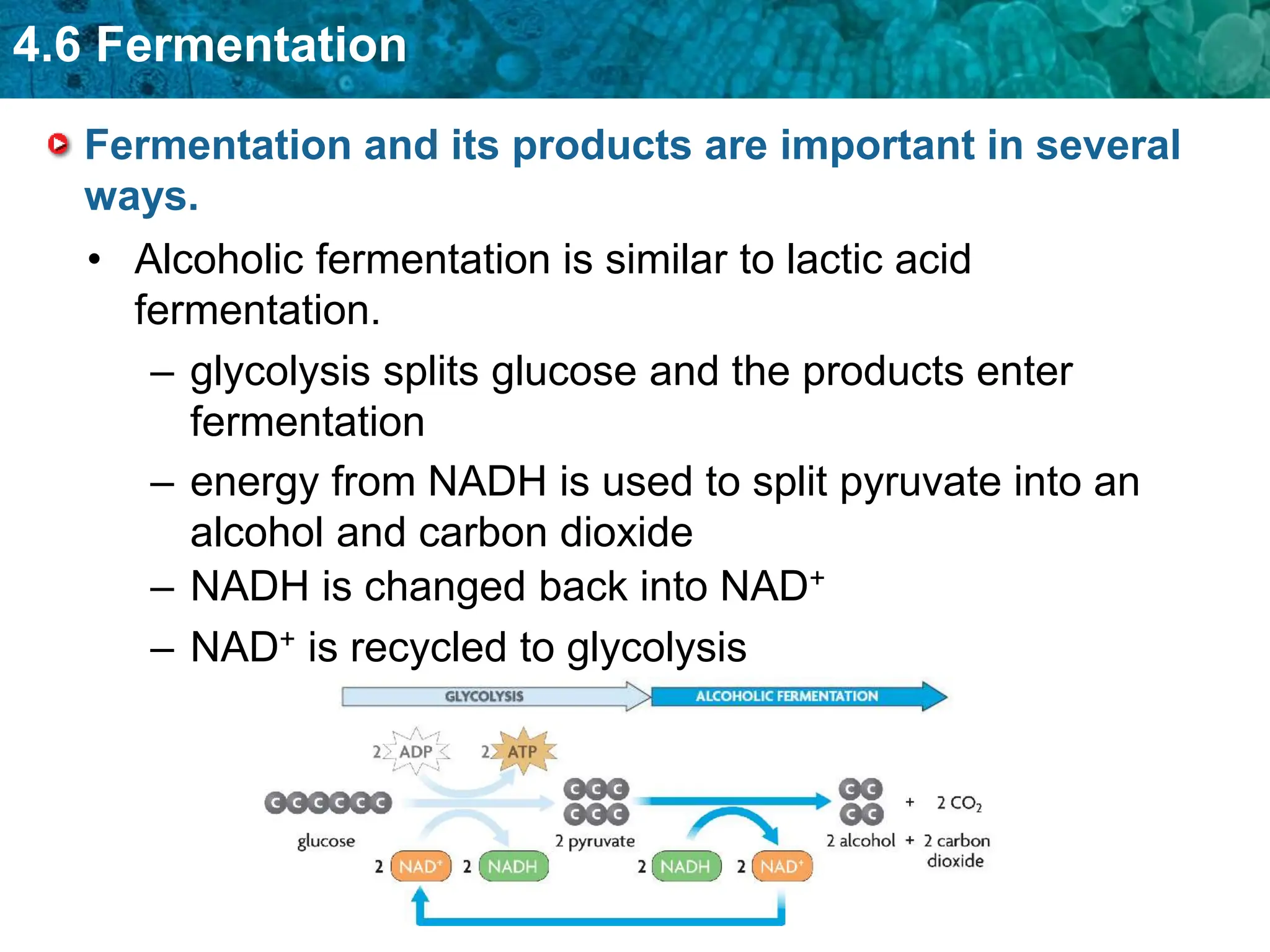 Fermentation and its types and impact on body | PPT